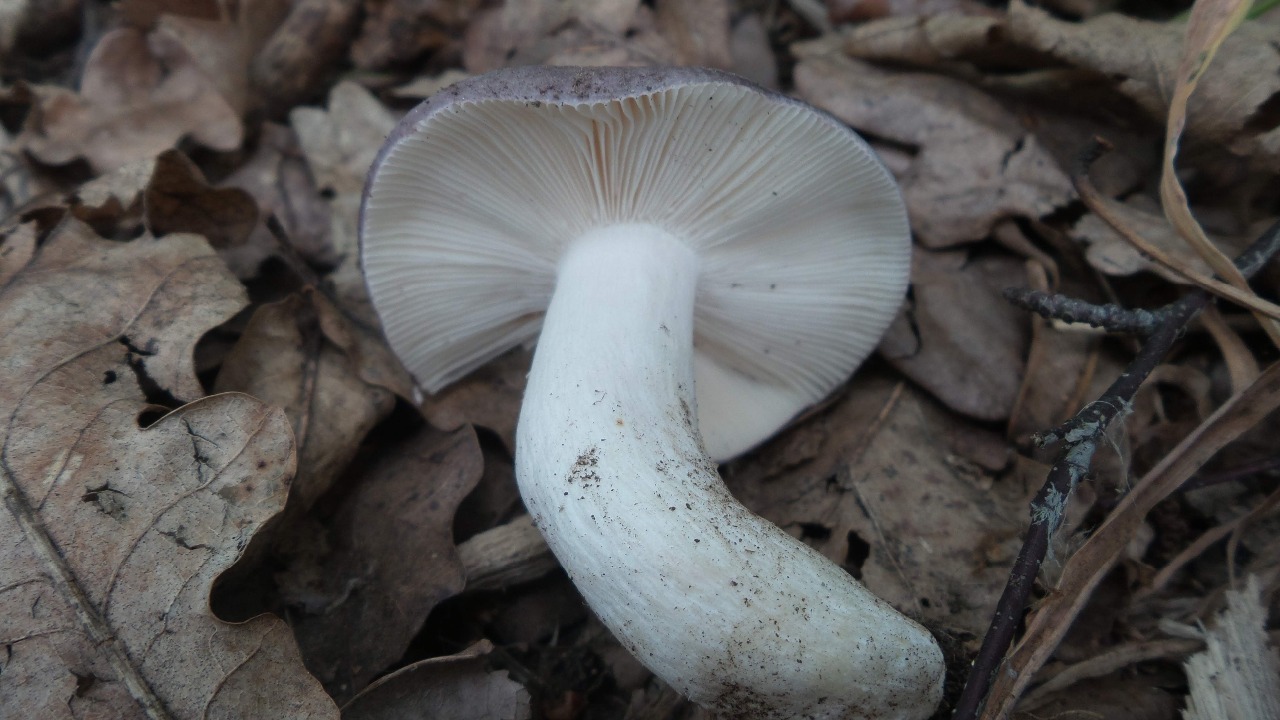 Holubinka doupňáková - Russula grisea 4 :: Mykologické sdružení Karlovy ...